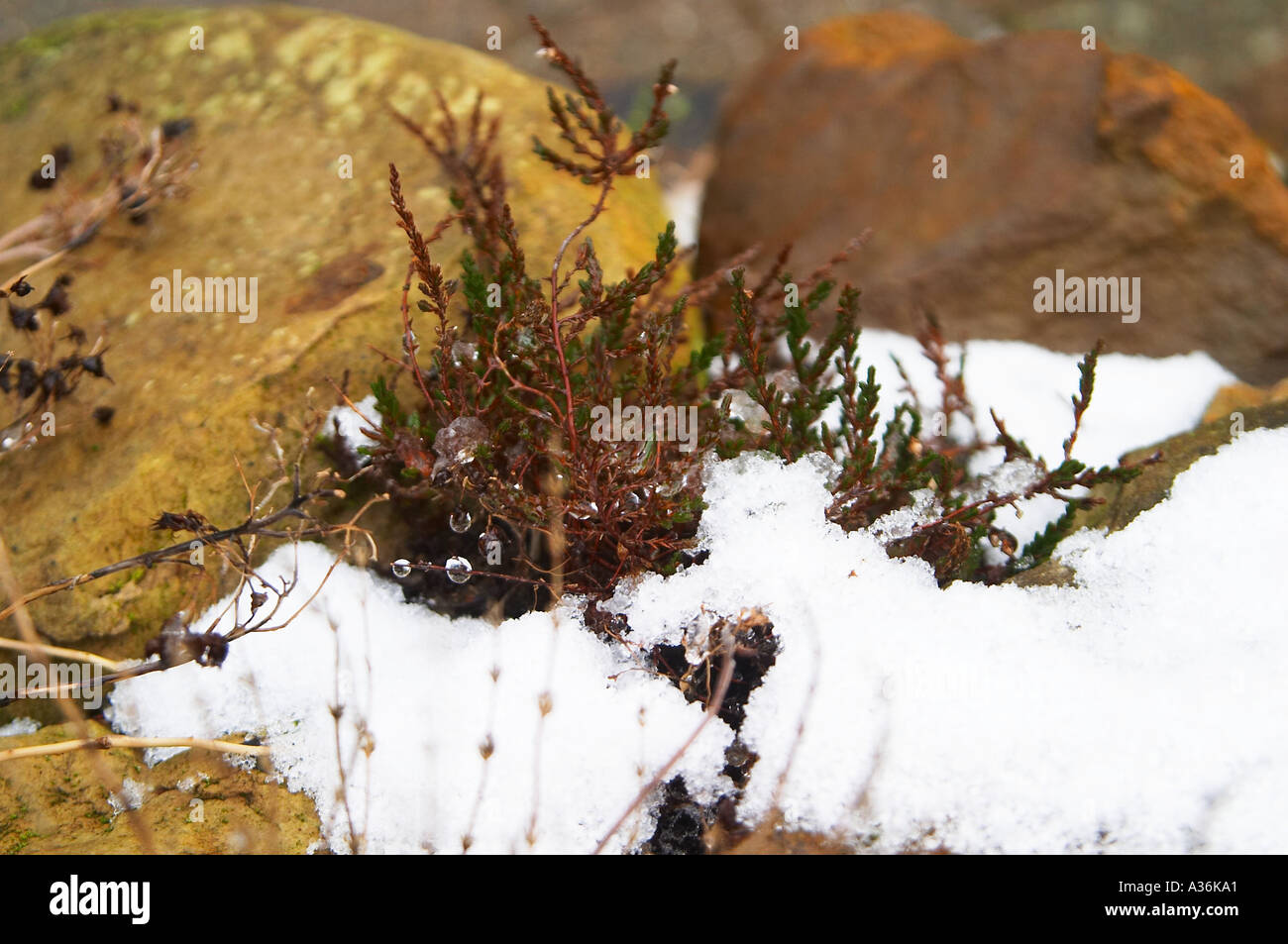 Snow falls in Redhill Surrey Photograph Malcolm Case Green Stock Photo ...