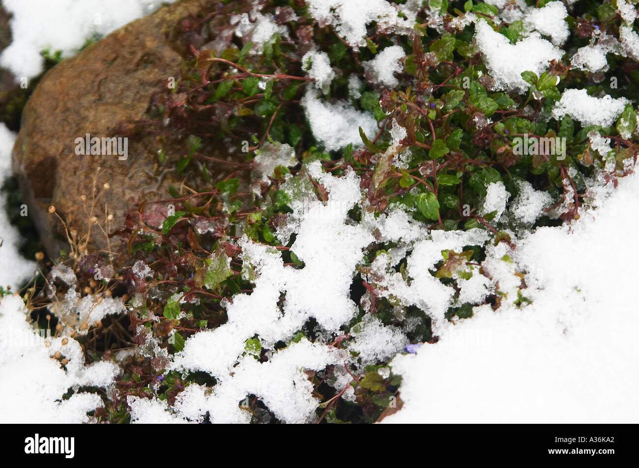 Malcolm case green hi-res stock photography and images - Alamy