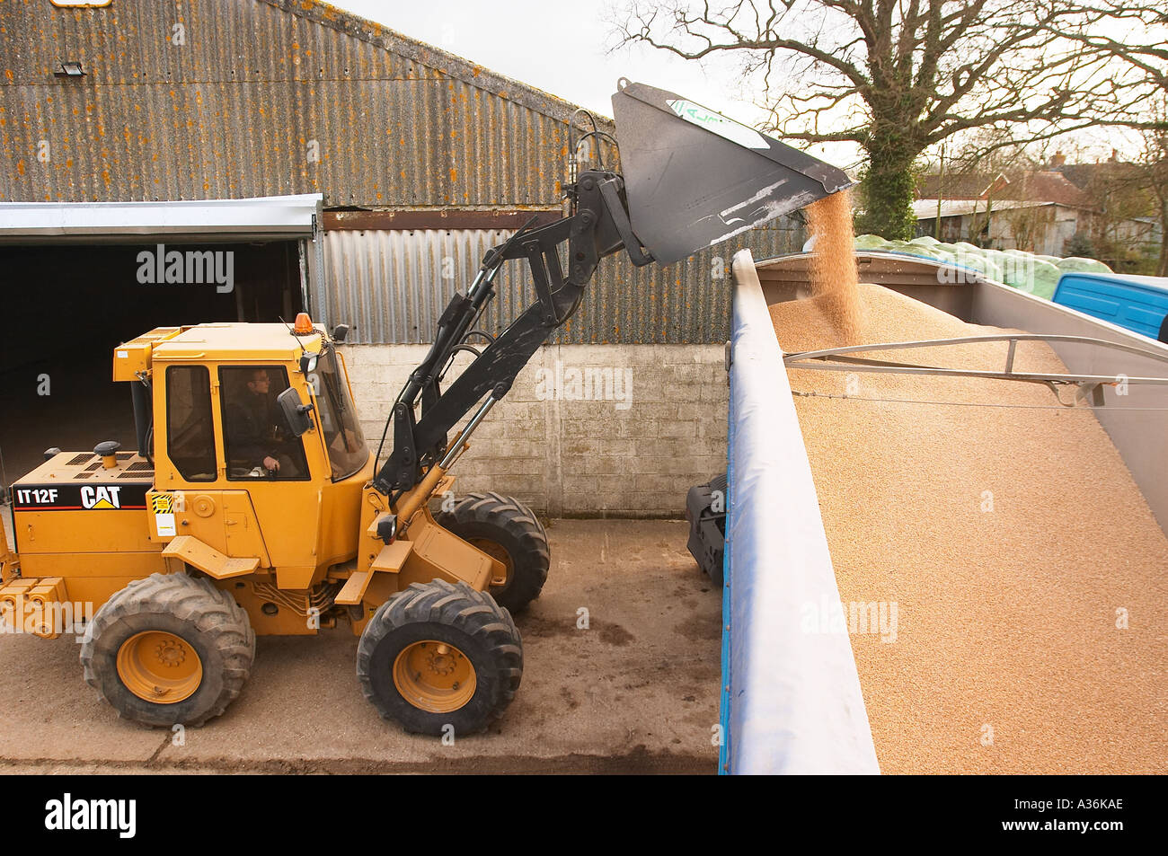 Digger loading a lorry with last summers grain going from a farm in ...