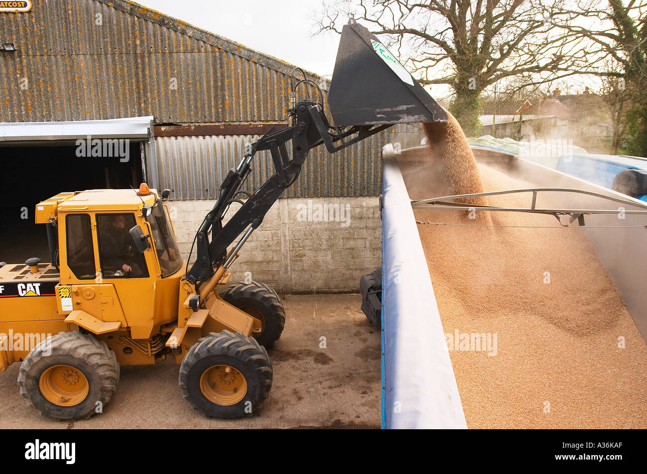 Digger loading a lorry with last summers grain going from a farm in ...