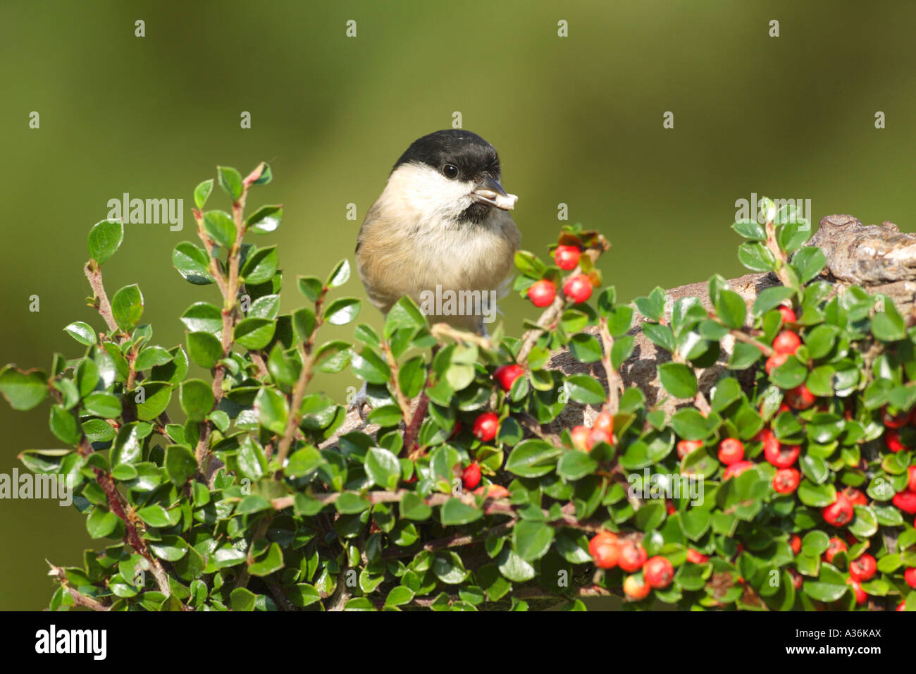 Willow Tit Parus montanus with a sunflower seed in its beak perched on ...