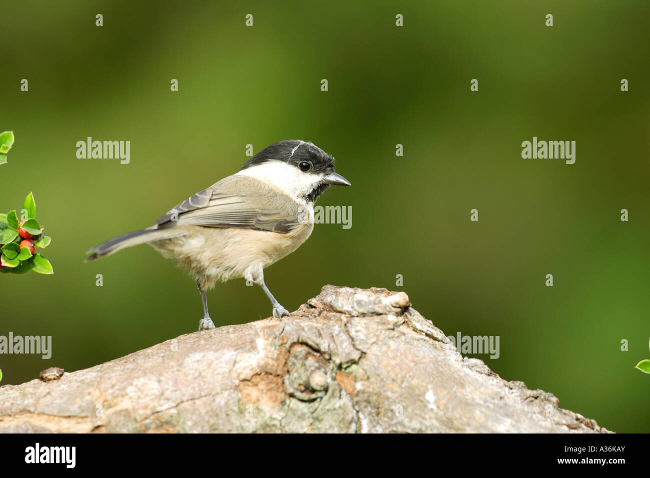 Willow Tit Parus montanus perched on a log in a garden in England UK ...