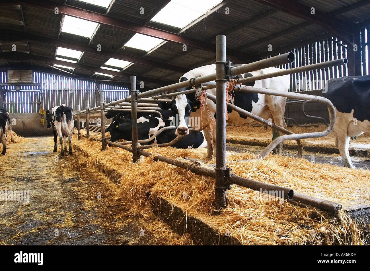 Cattle in shed on farm in Wiltshire England Stock Photo - Alamy