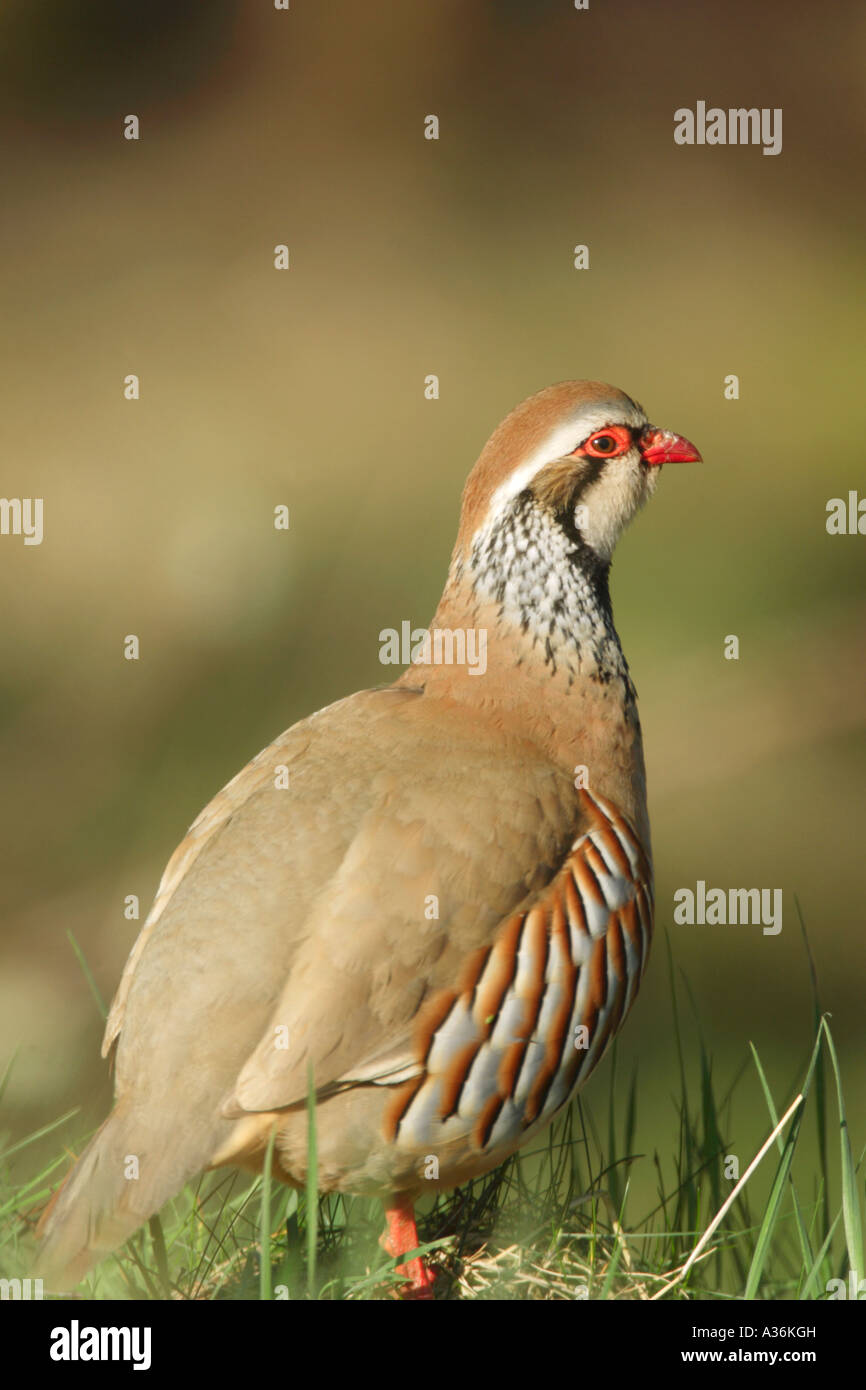 Red Legged Partridge Alectoris rufa standing in some long grass in ...
