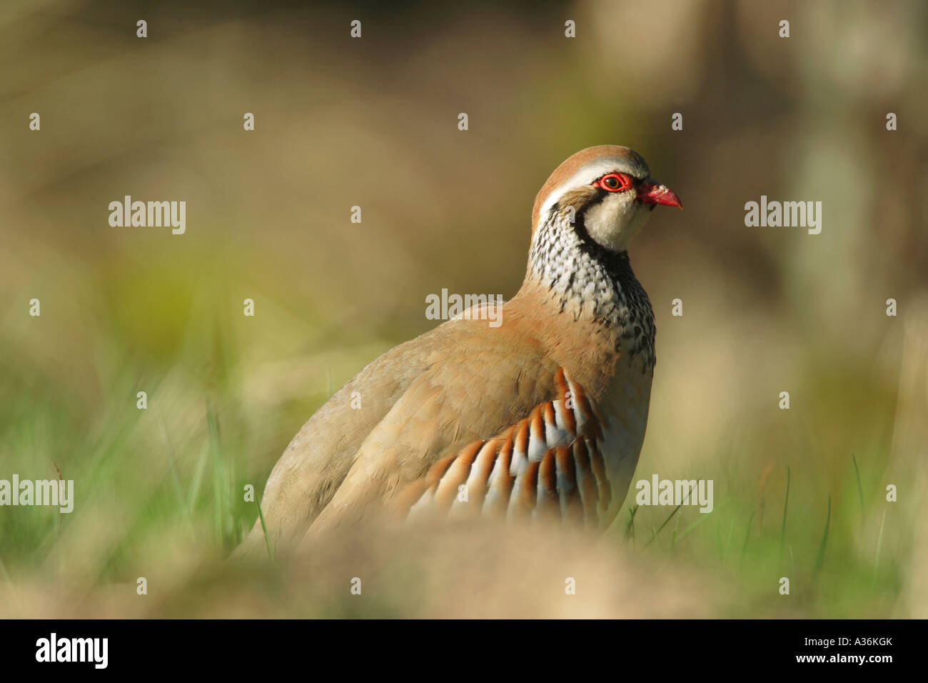 Red Legged Partridge Alectoris rufa in profile standing on the ground ...