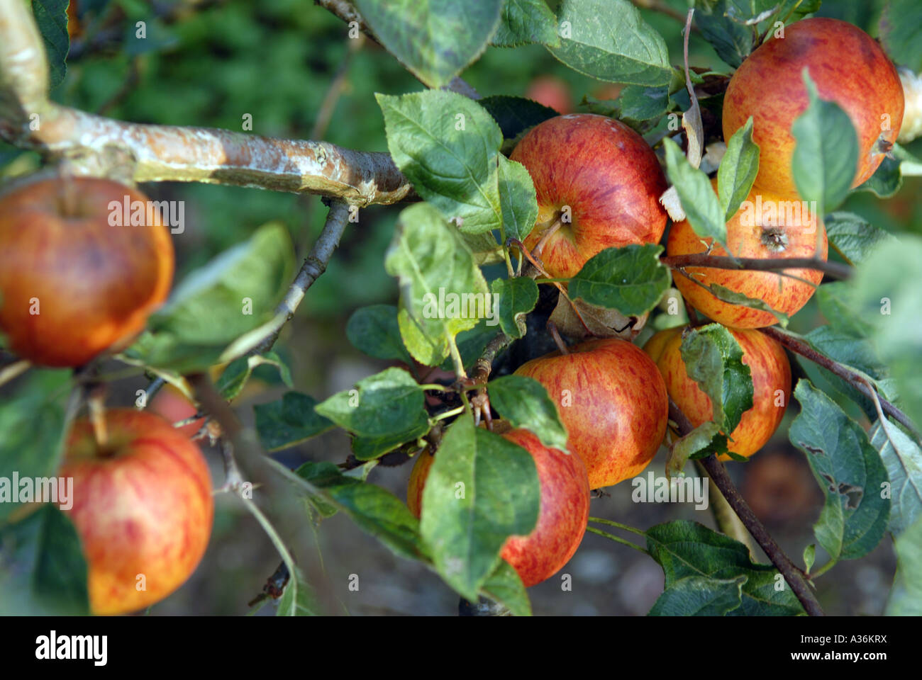 Cider Apples (Ashton bitter variety) on a tree, Somerset UK Stock Photo ...