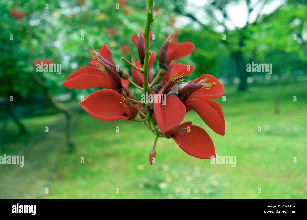 tropical flower Jakarta Indonesia South East Asia Stock Photo - Alamy