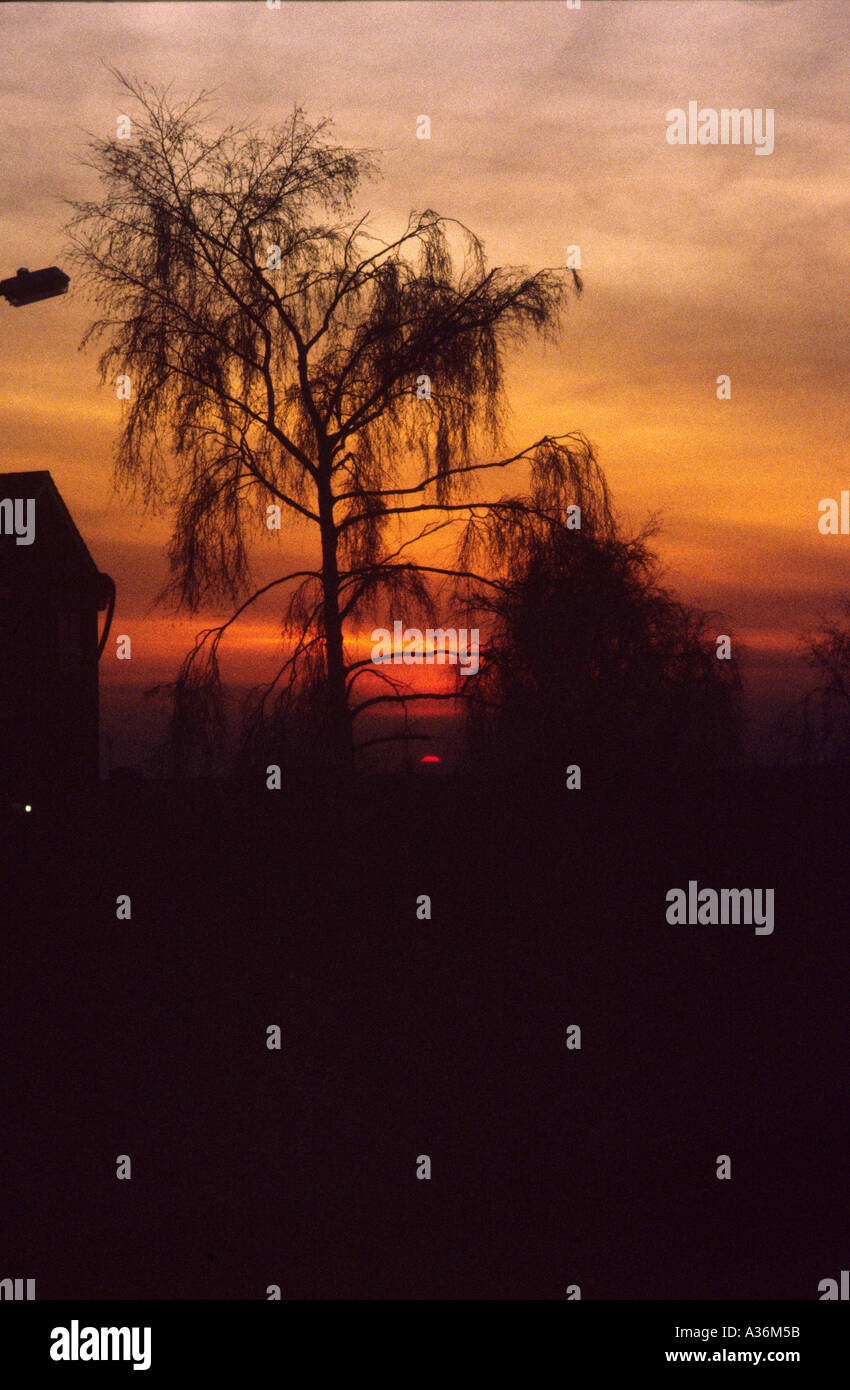 Orange Sunset with trees silhouette Stock Photo - Alamy