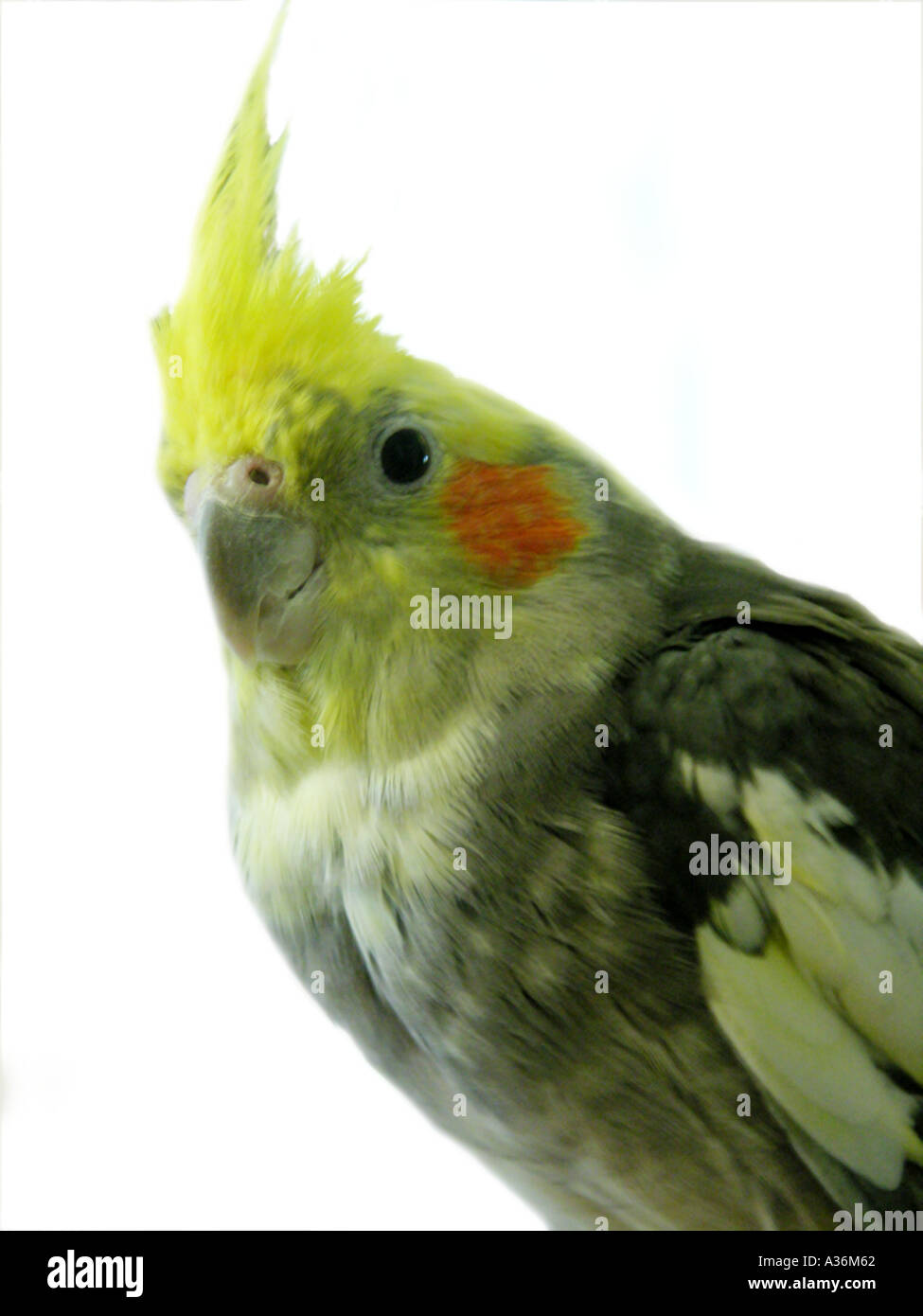 Happy cockatiel hi-res stock photography and images - Alamy