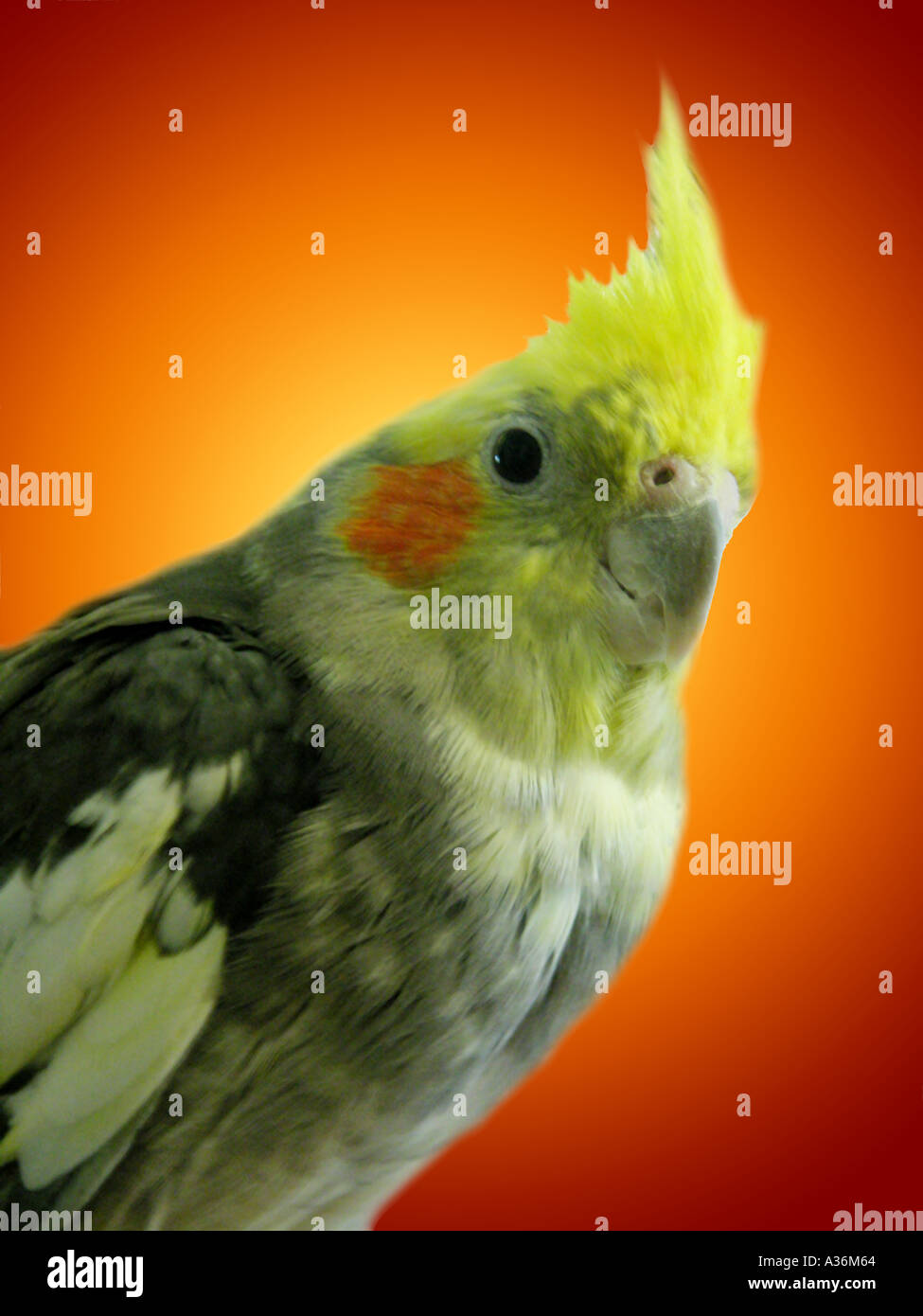 Happy cockatiel hi-res stock photography and images - Alamy