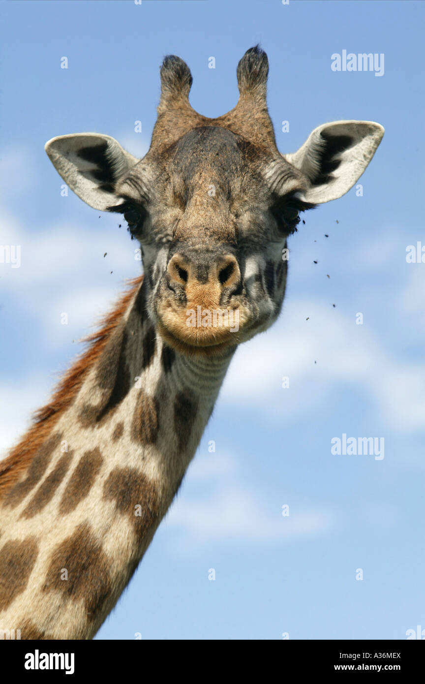 Flies buzzing hi-res stock photography and images - Alamy