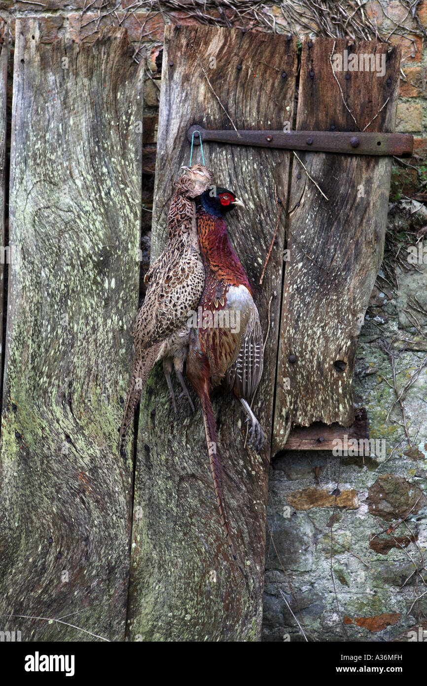 Pheasants and hung hi-res stock photography and images - Alamy