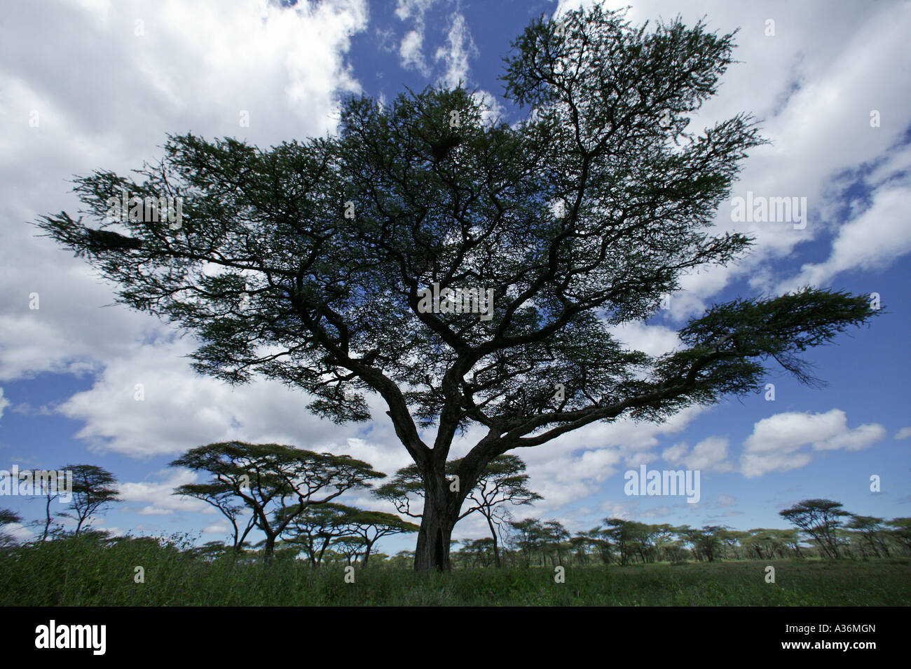 Acacia Tree (Acacia sp.) against blue sly, Serengeti National Park, Tanzania, East Africa Stock ...