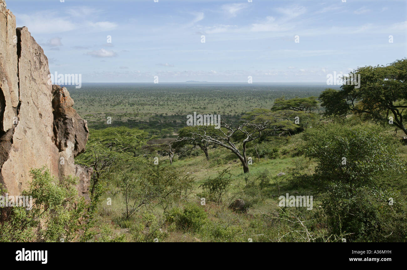 Acacia forest hi-res stock photography and images - Alamy