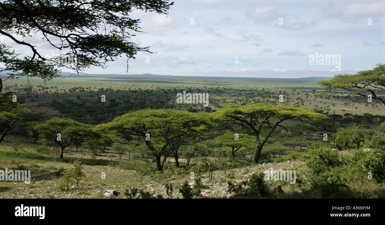 Acacia Forest in Serengeti National Park, Tanzania, East Africa Stock ...