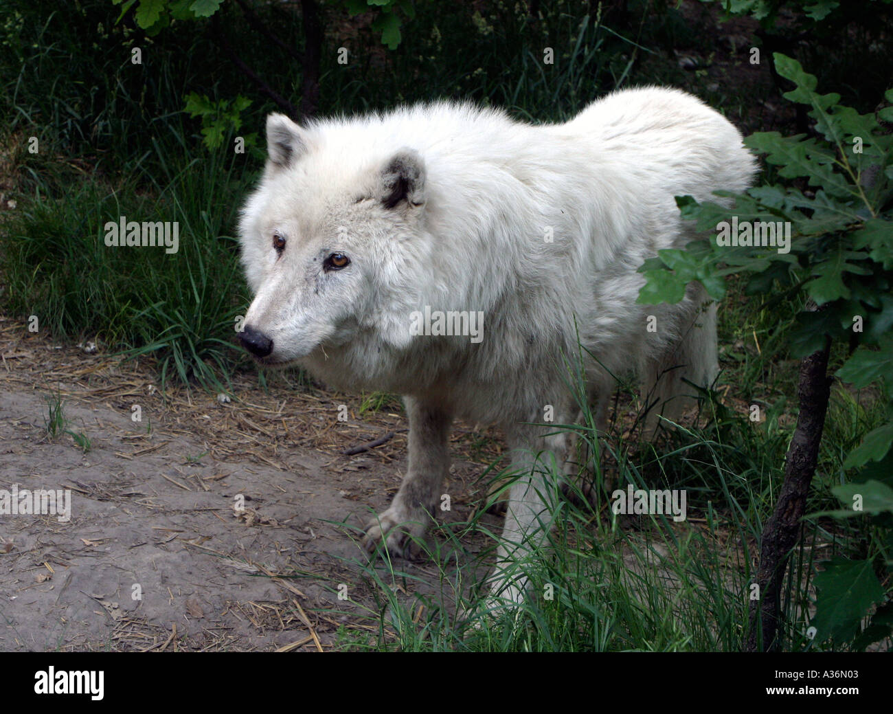 White Wolf European Wolves Arctic Stock Photo - Alamy