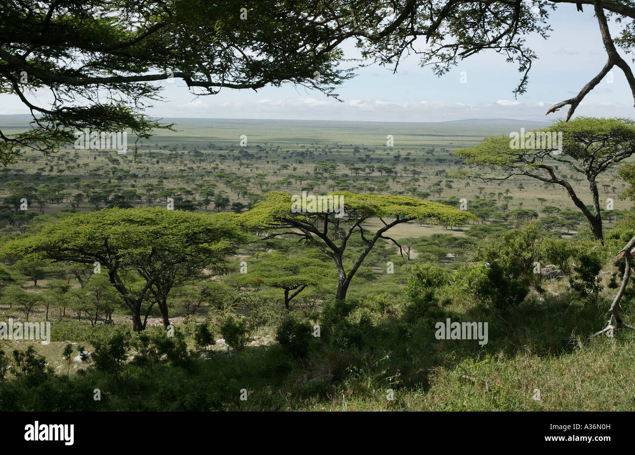 Acacia Forest in Serengeti National Park, Tanzania, East Africa Stock Photo - Alamy