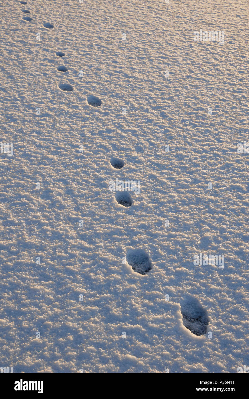 Arctic fox tracks in snow hi-res stock photography and images - Alamy