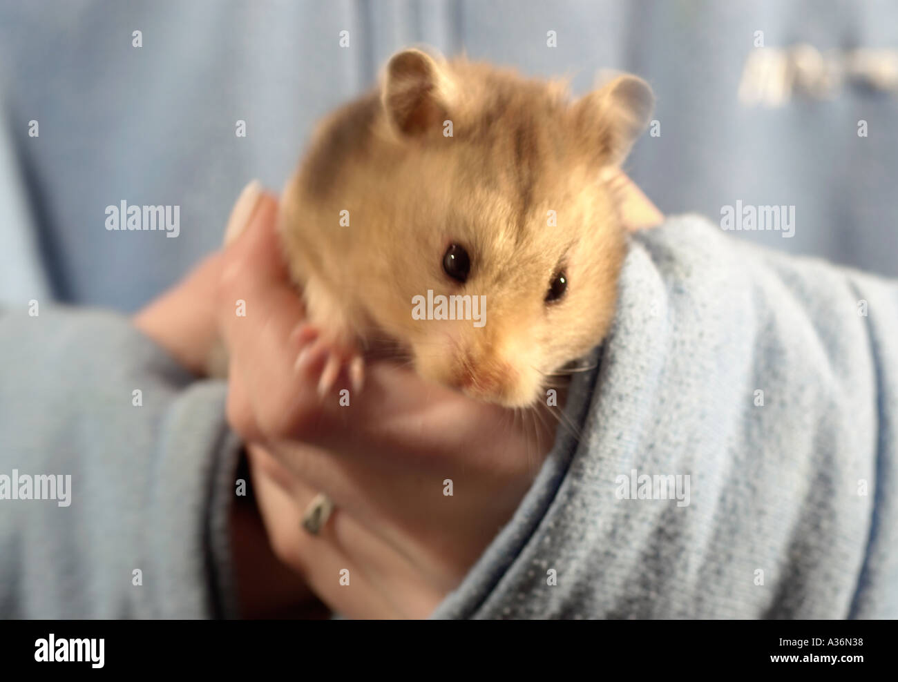 Syrian Hamster Varieties Harvey Hams, 42% OFF