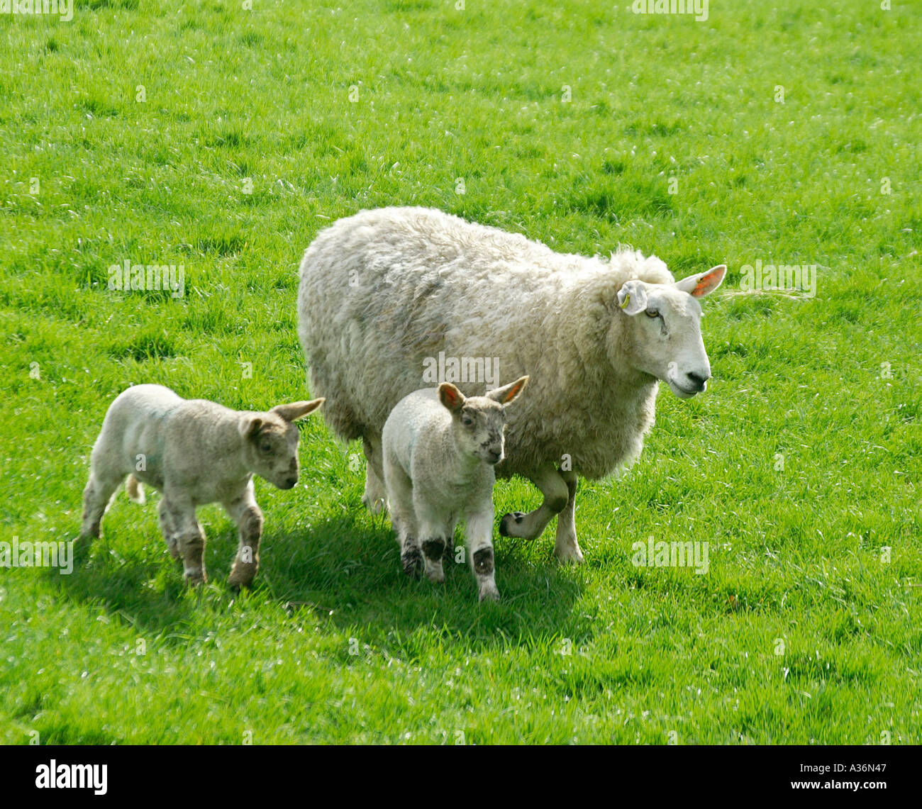 Sheep and lamb Stock Photo - Alamy