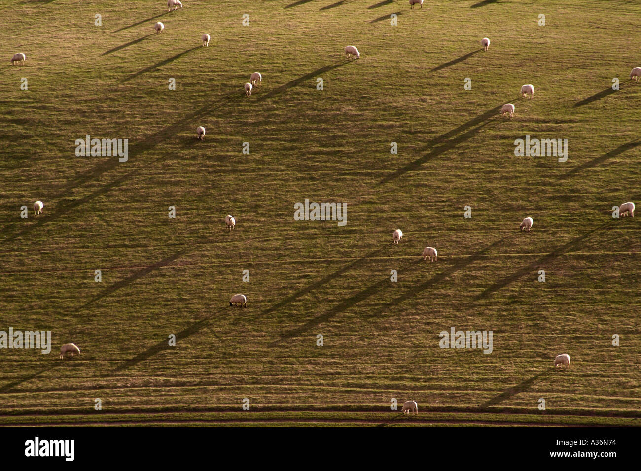 Sheep, Mottistone Down Isle of Wight Stock Photo - Alamy