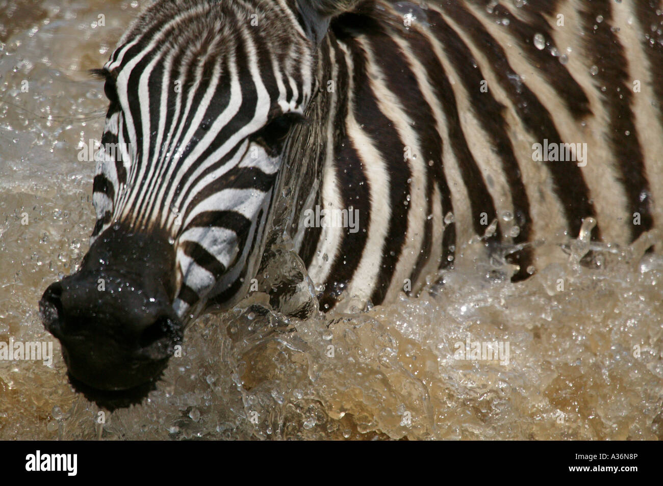 Swimming zebra in mara river hi-res stock photography and images - Alamy