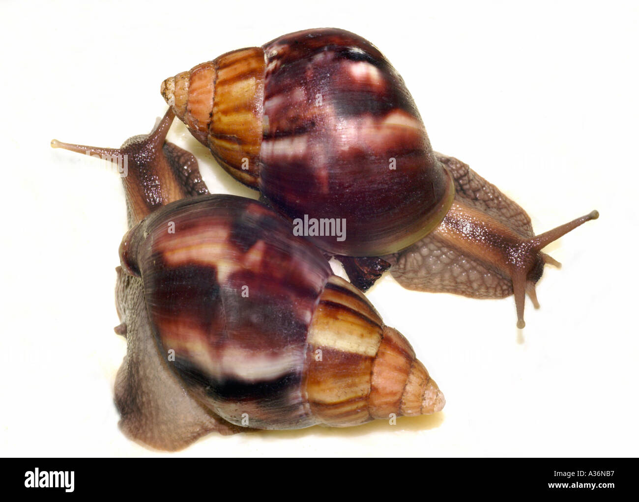 Giant African Land Snails or Achatina fulica Stock Photo - Alamy
