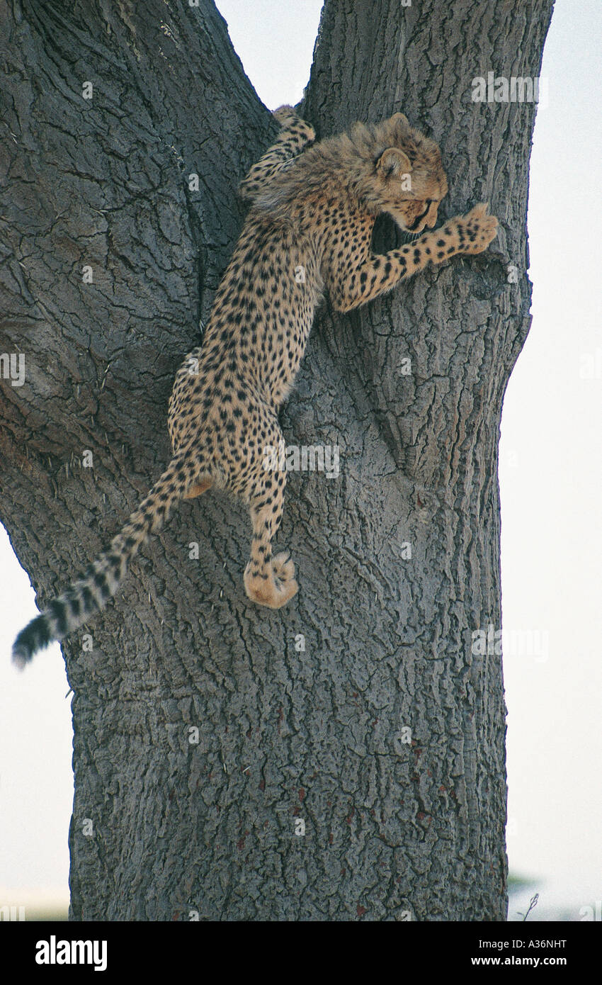 Cheetah cub climbing a tree in Masai Mara National Reserve Kenya Stock ...