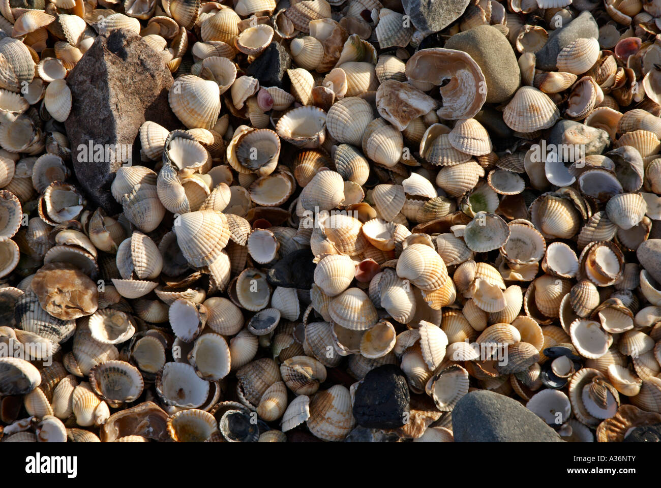 Crustation hi-res stock photography and images - Alamy