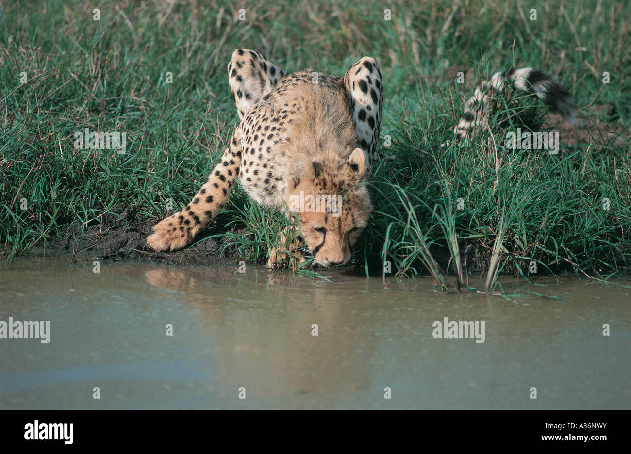 Cheetah drinking water at a pool in Masai Mara National Reserve Kenya ...