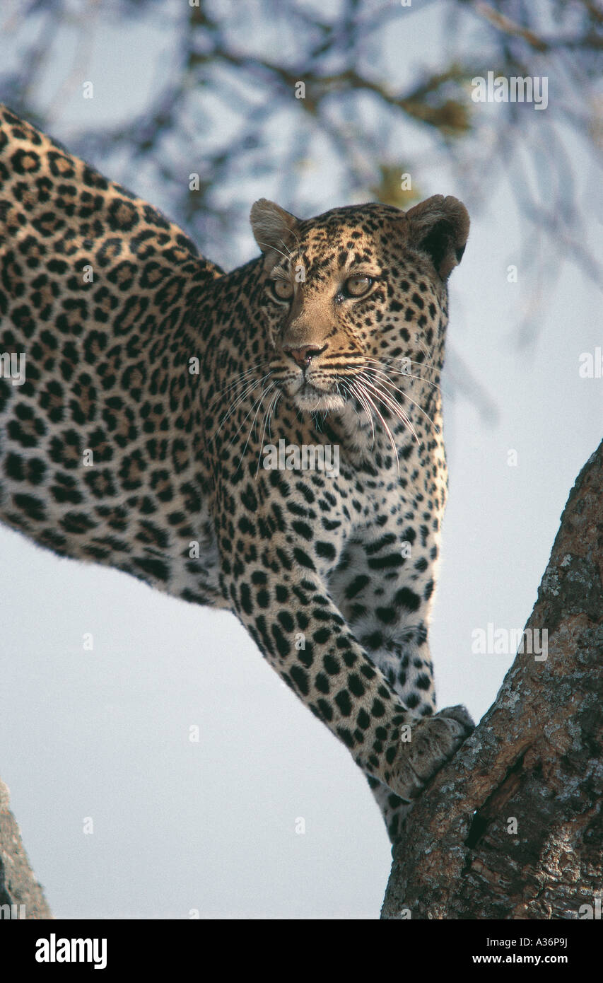 Close up portrait of Leopard in Acacia tree at Serengeti National Park ...