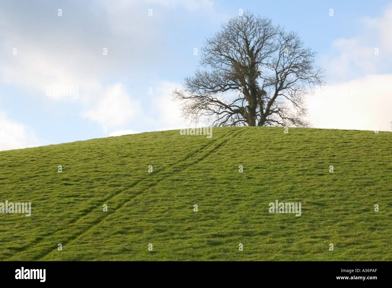 Tractor Tracks to Tree on Hill Stock Photo - Alamy