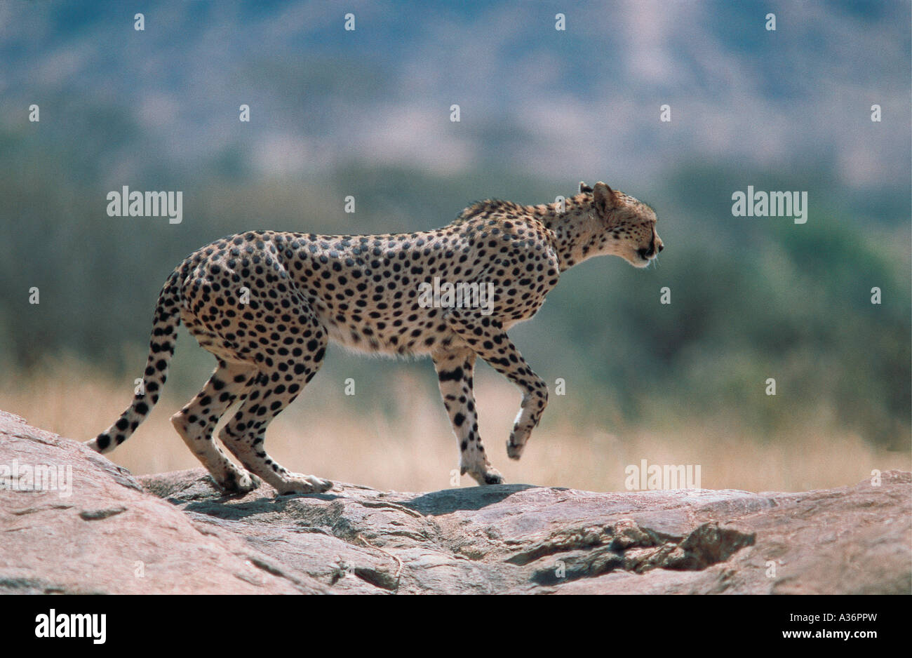 Cheetah walking on a rock in Samburu National Reserve Kenya East Africa ...