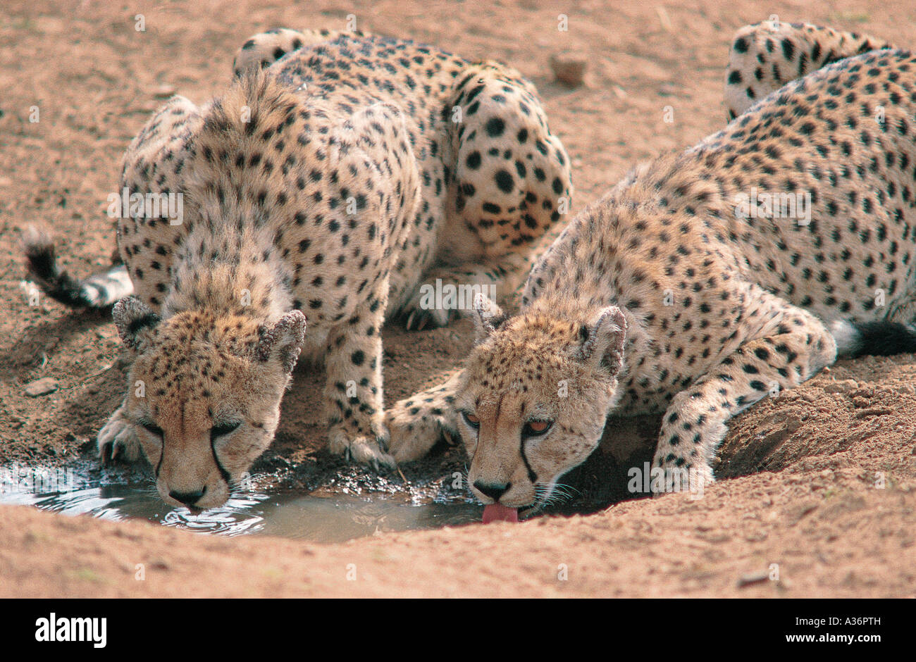 Cheetah Drinking Water High Resolution Stock Photography and Images - Alamy