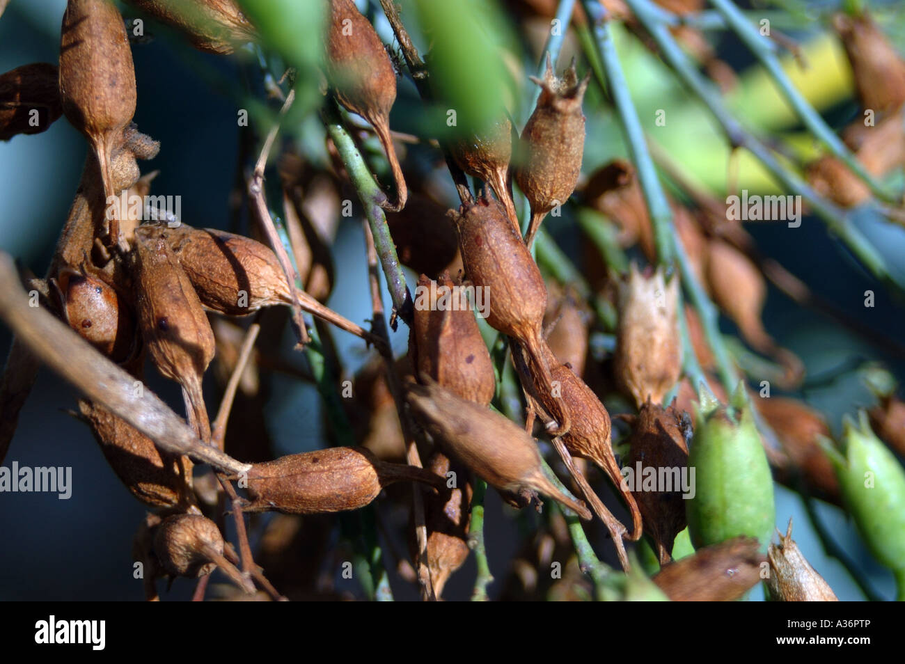 summer and seed Stock Photo - Alamy