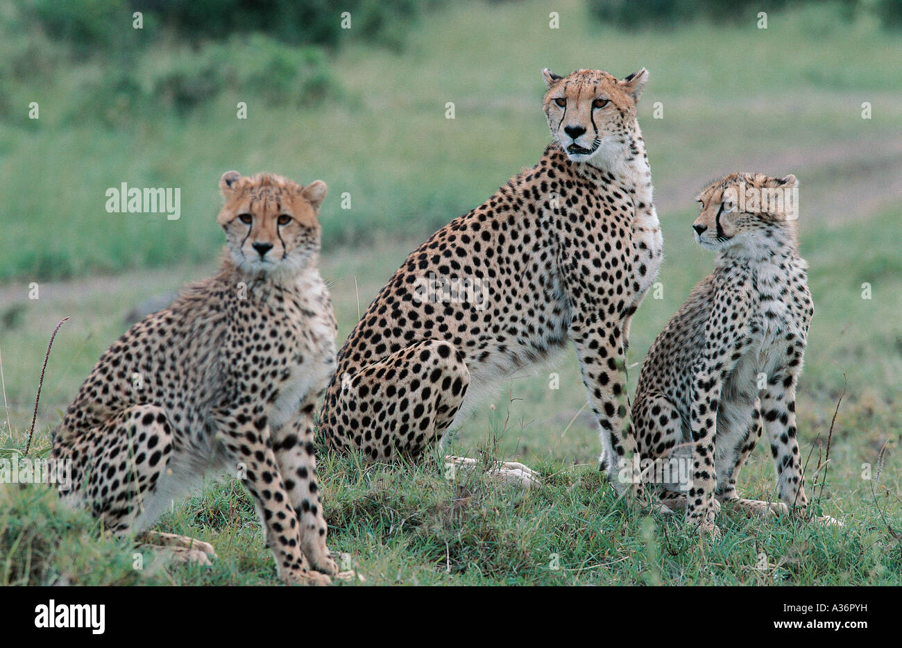 Cheetah sitting hi-res stock photography and images - Alamy