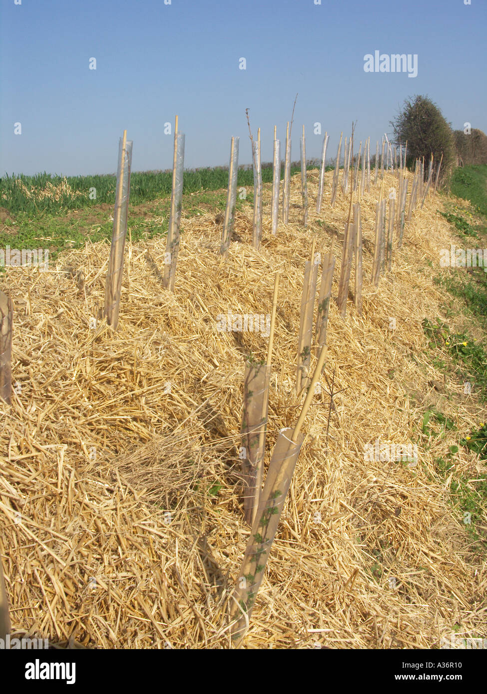 Hedge laying england hi-res stock photography and images - Alamy