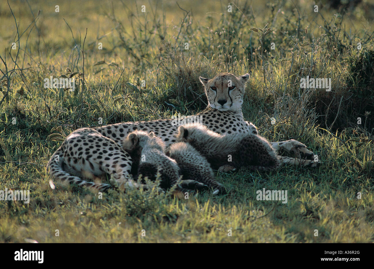 Mother Cheetah suckling three small cubs in Masai Mara National Reserve ...