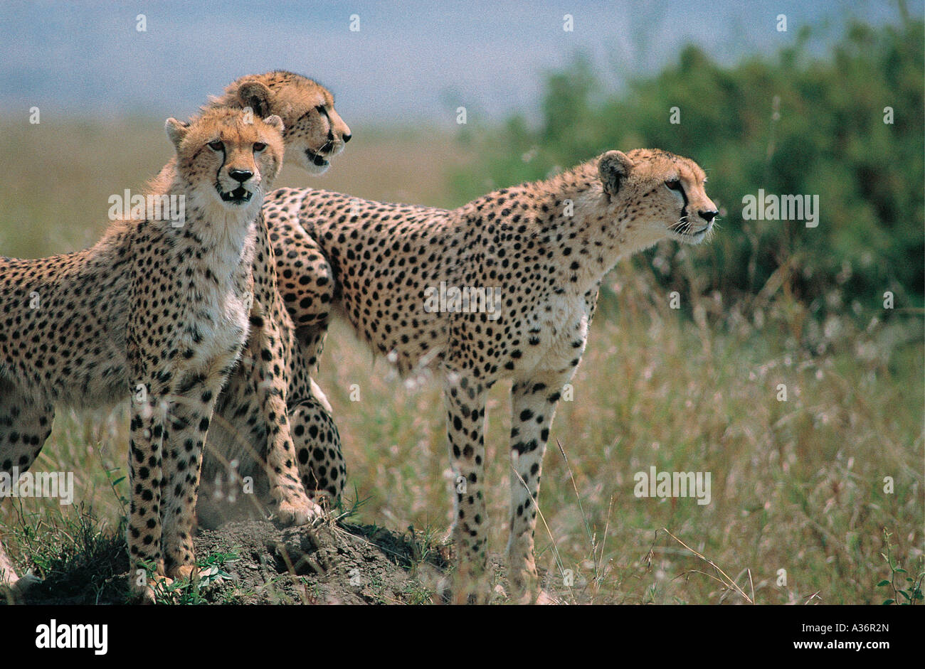 Cheetah prey hi-res stock photography and images - Alamy