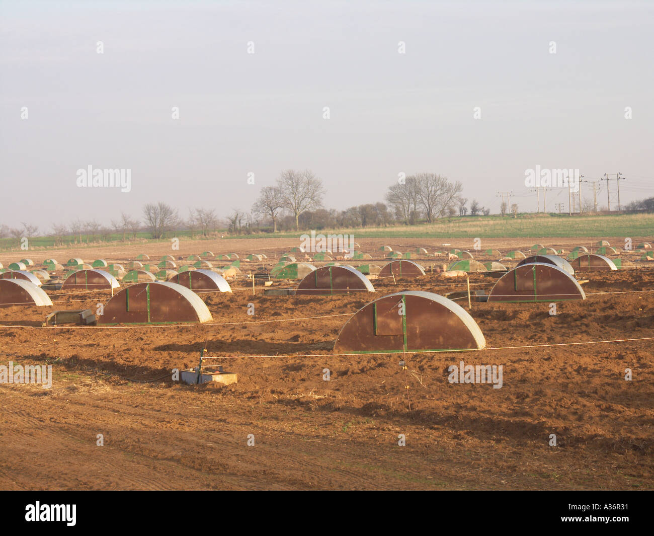Outdoor pig farming unit Orford Suffolk England Stock Photo - Alamy