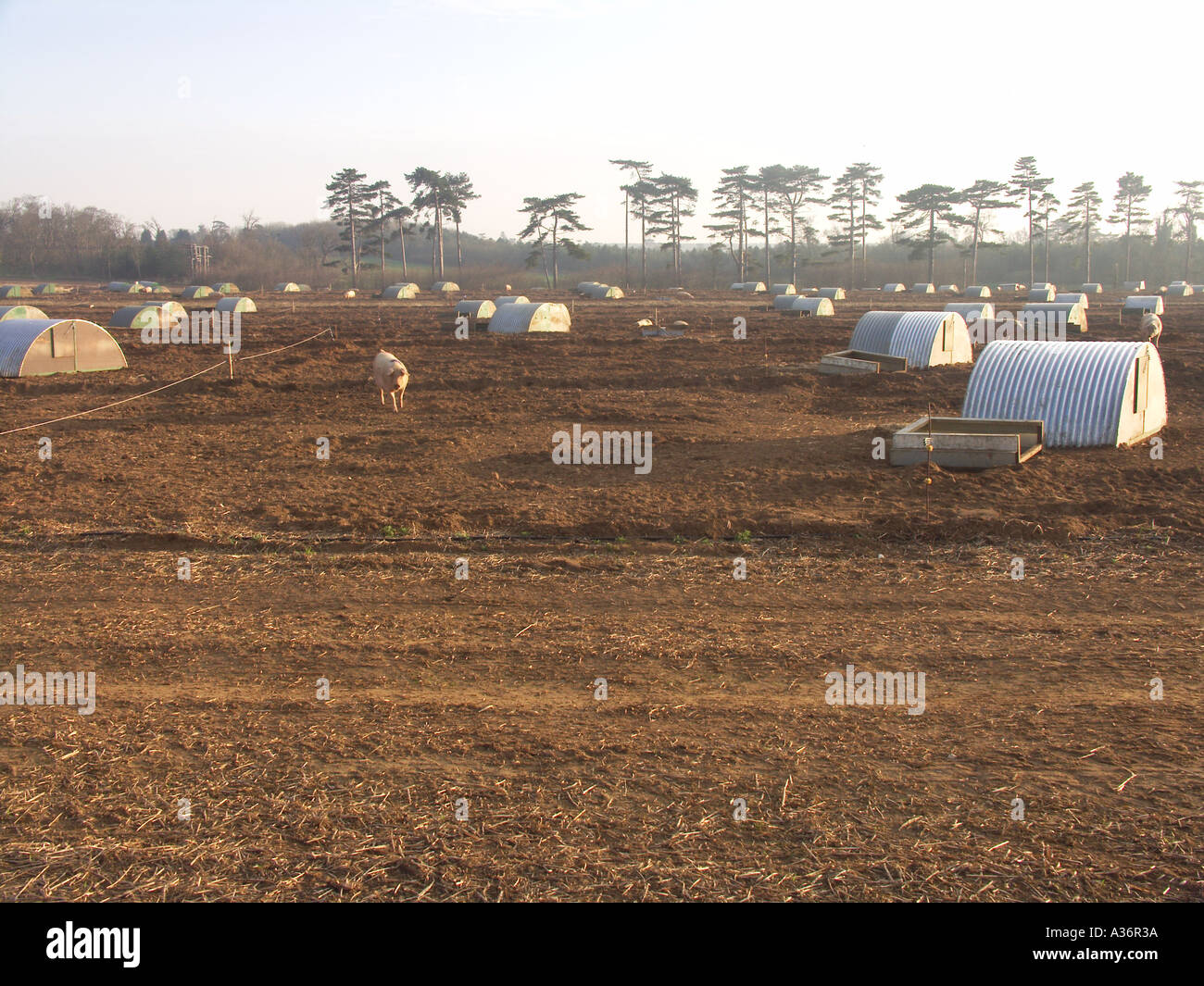 Pig unit hi-res stock photography and images - Alamy