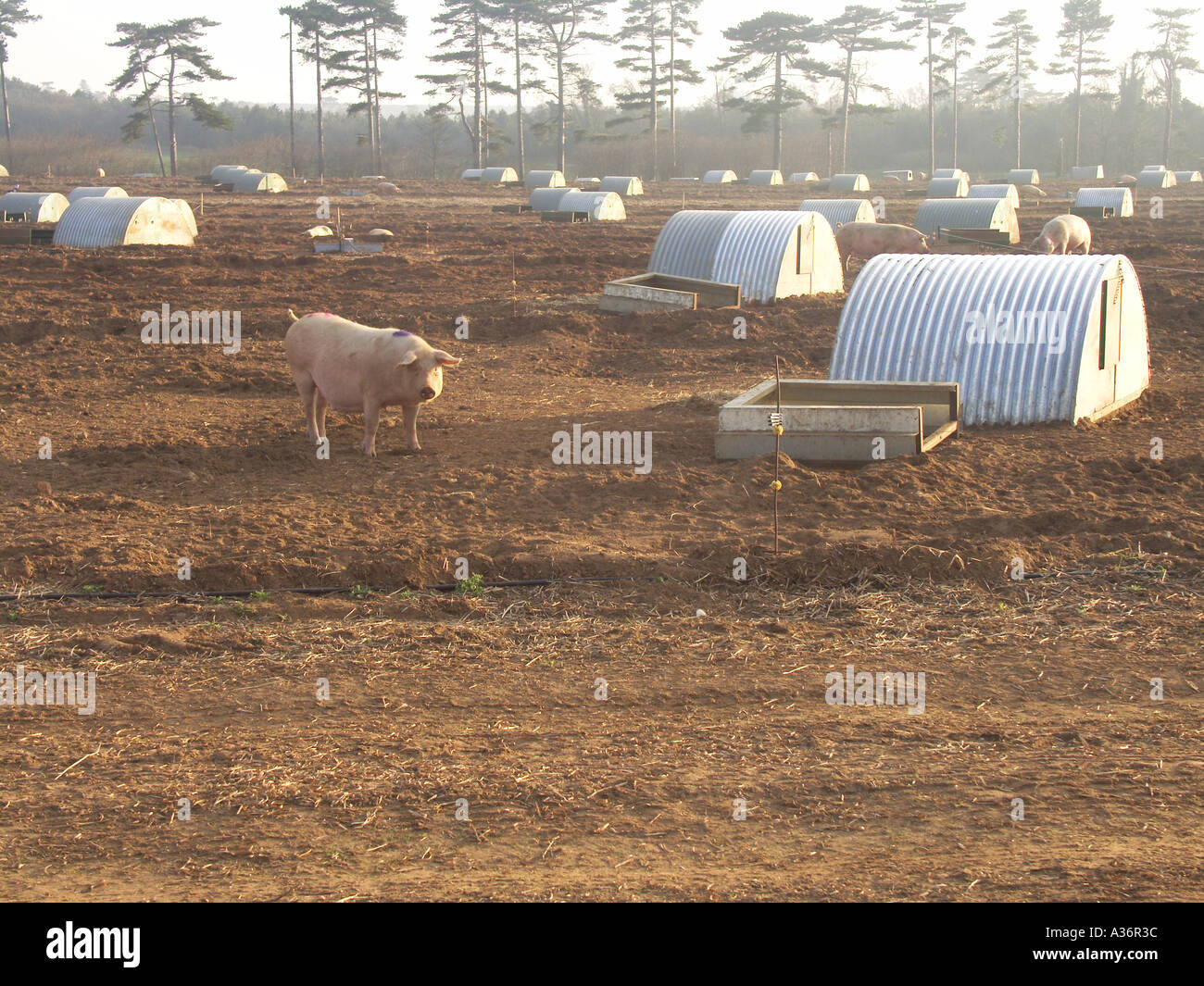 Pig unit hi-res stock photography and images - Alamy