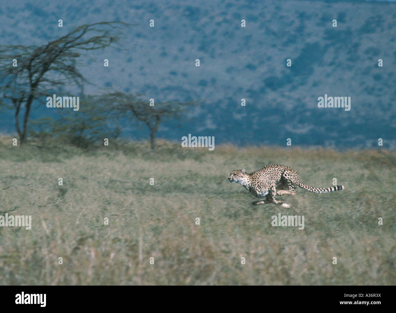 Baby Cheetahs Running Full Speed