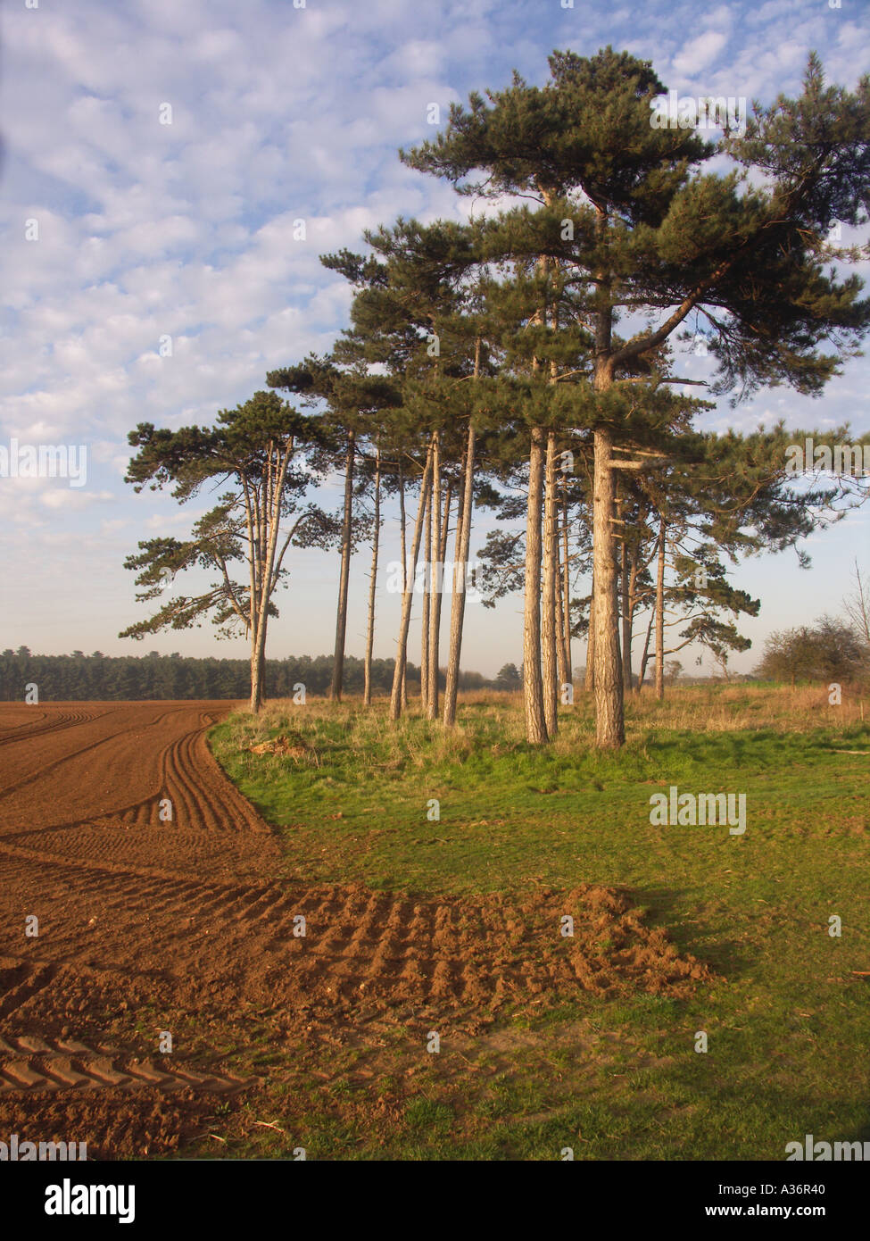 Pine trees and dappled cloud Suffolk England Stock Photo - Alamy