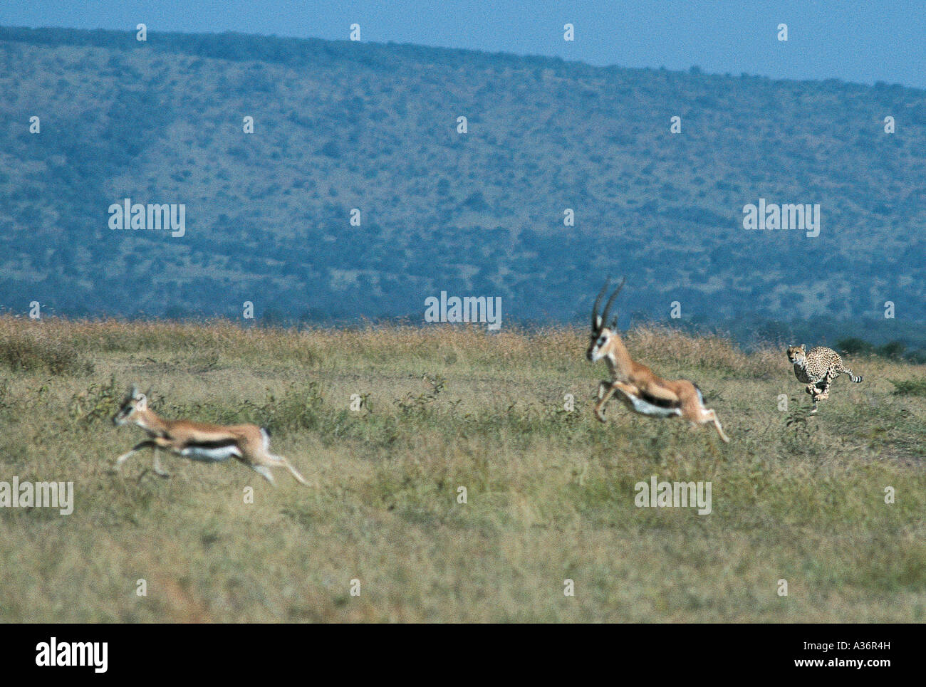 Gazelle running hi-res stock photography and images - Alamy