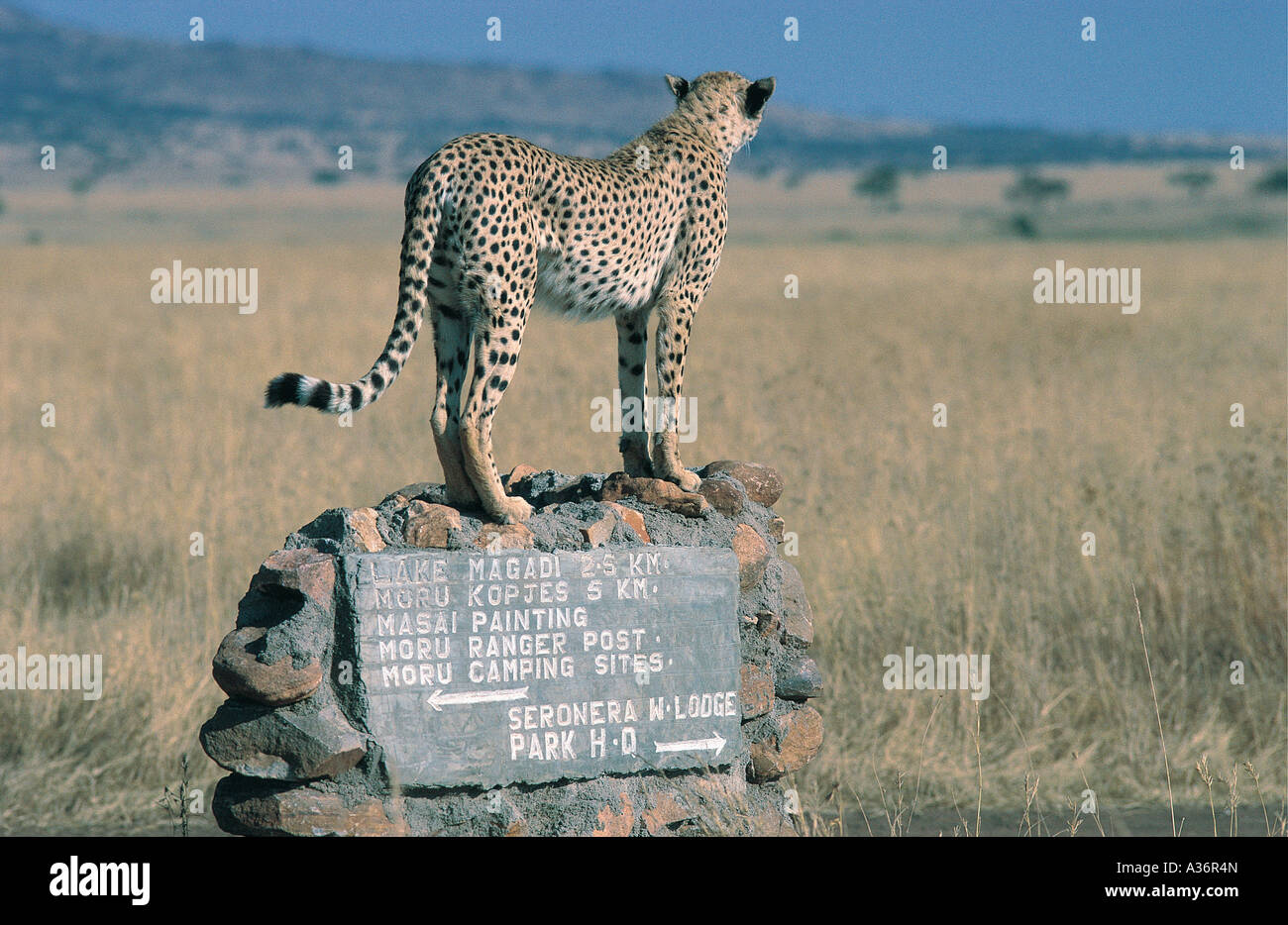 Cheetah standing hi-res stock photography and images - Alamy