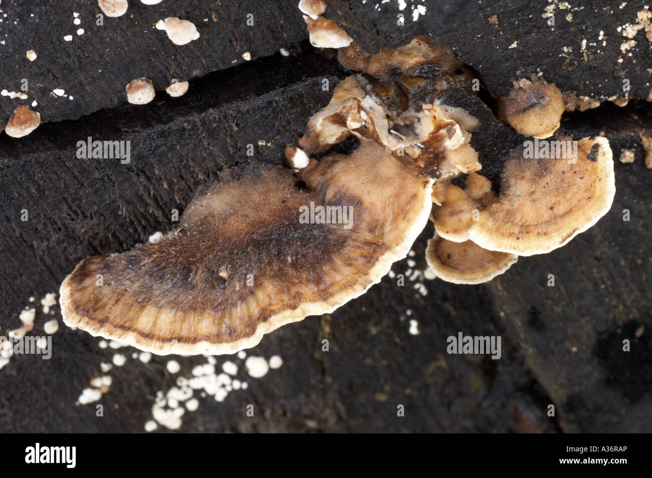 Bjerkandera adusta hi-res stock photography and images - Alamy