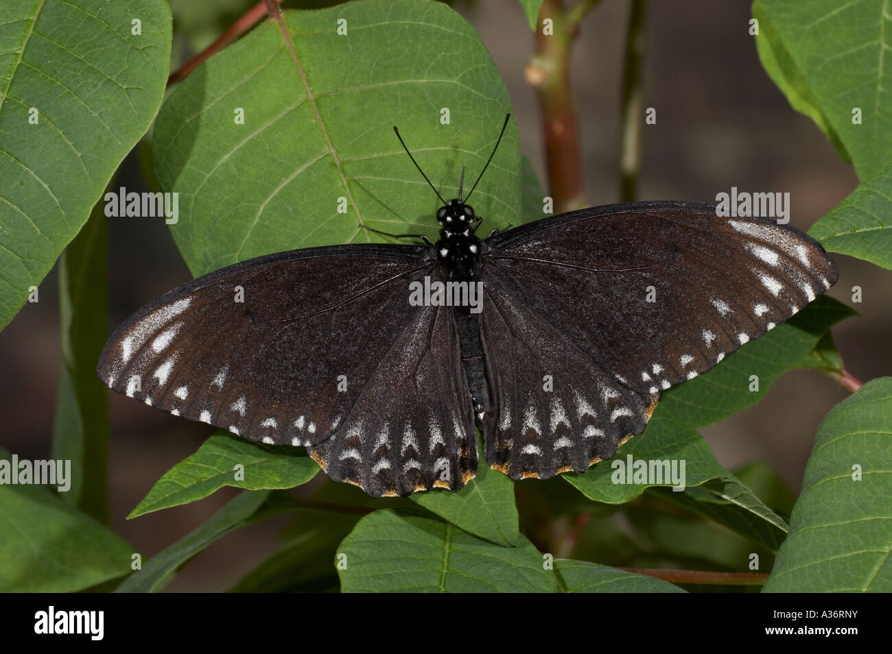 Common mime hi-res stock photography and images - Alamy