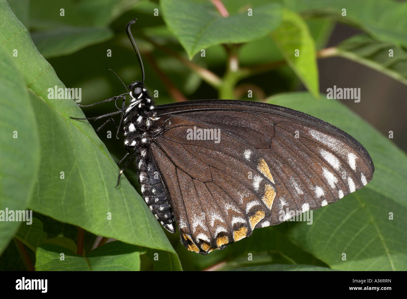 Clytia hi-res stock photography and images - Alamy