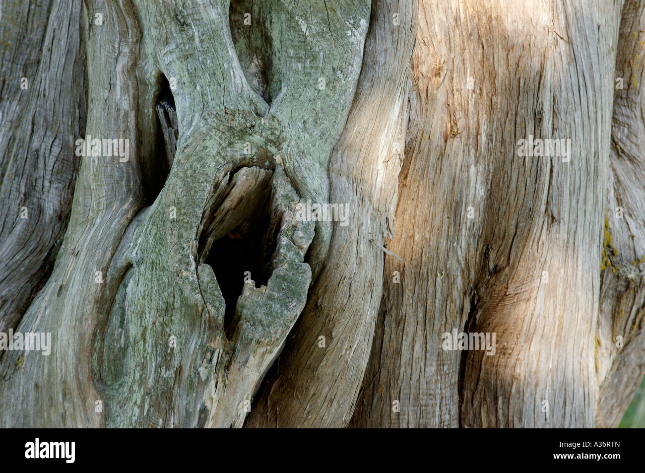 Gnarled old tree trunk at Yorktown Battlefield in Virginia. Digital ...